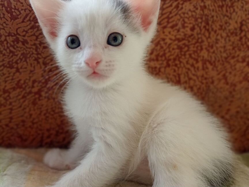Котёнок-девочка, без хвостика, в добрые руки