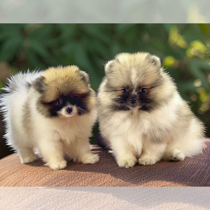 Померанский шпиц, щенок