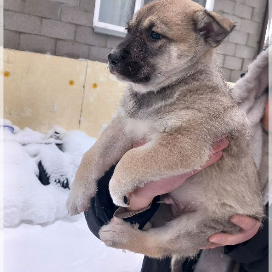 Лайка, щенок