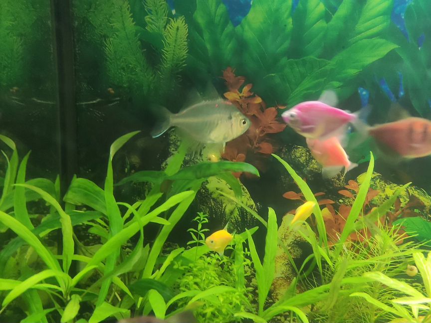 Окунь стеклянный (оранжевый)