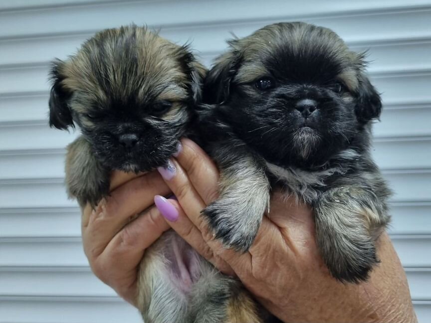 Щенки пекинеса