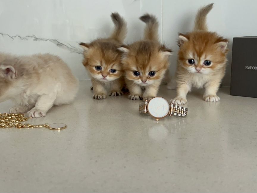 Британская золотая шиншилла