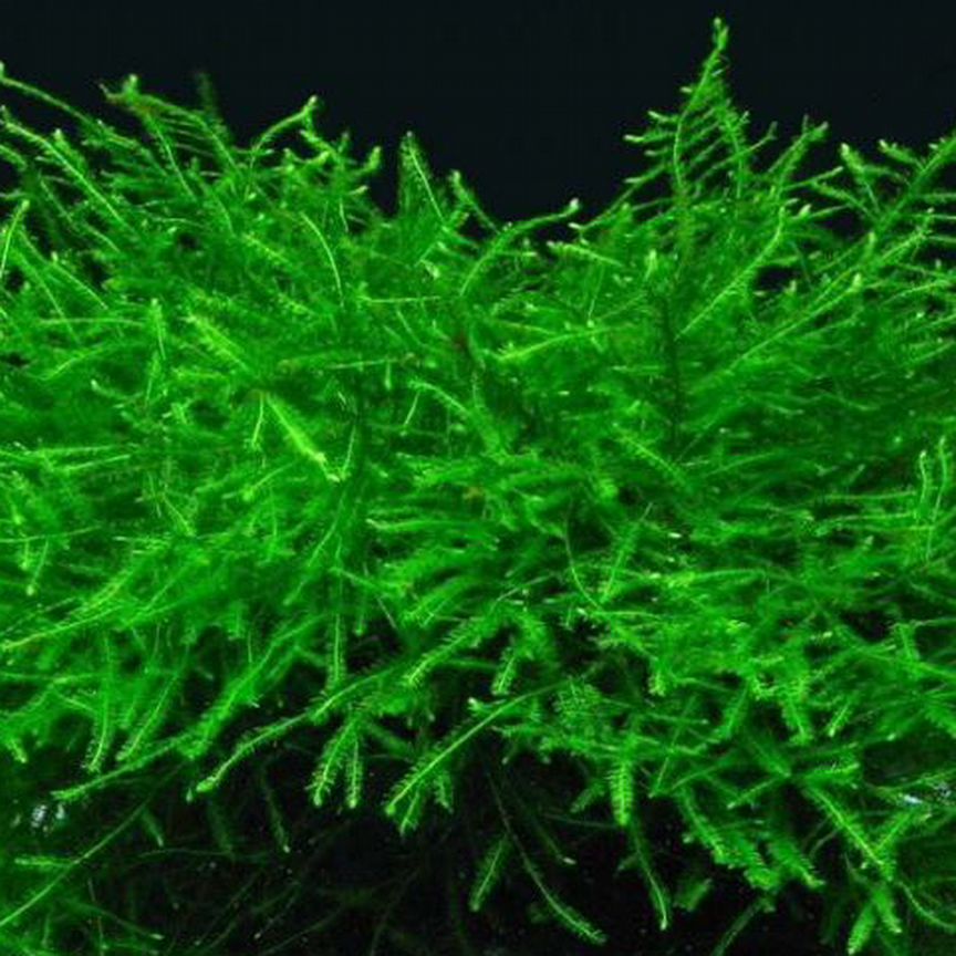 Яванский мох для аквариума