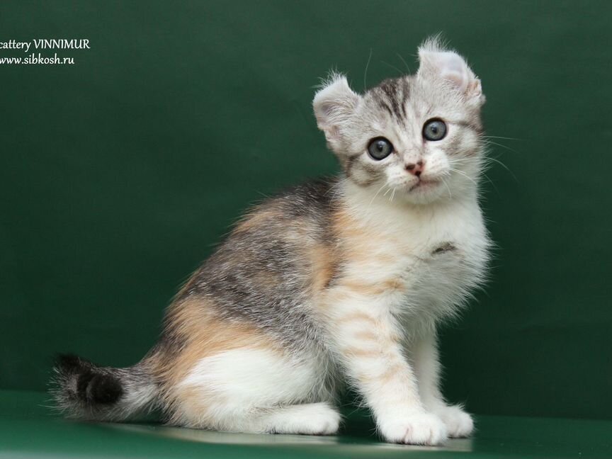 Котенок американский керл