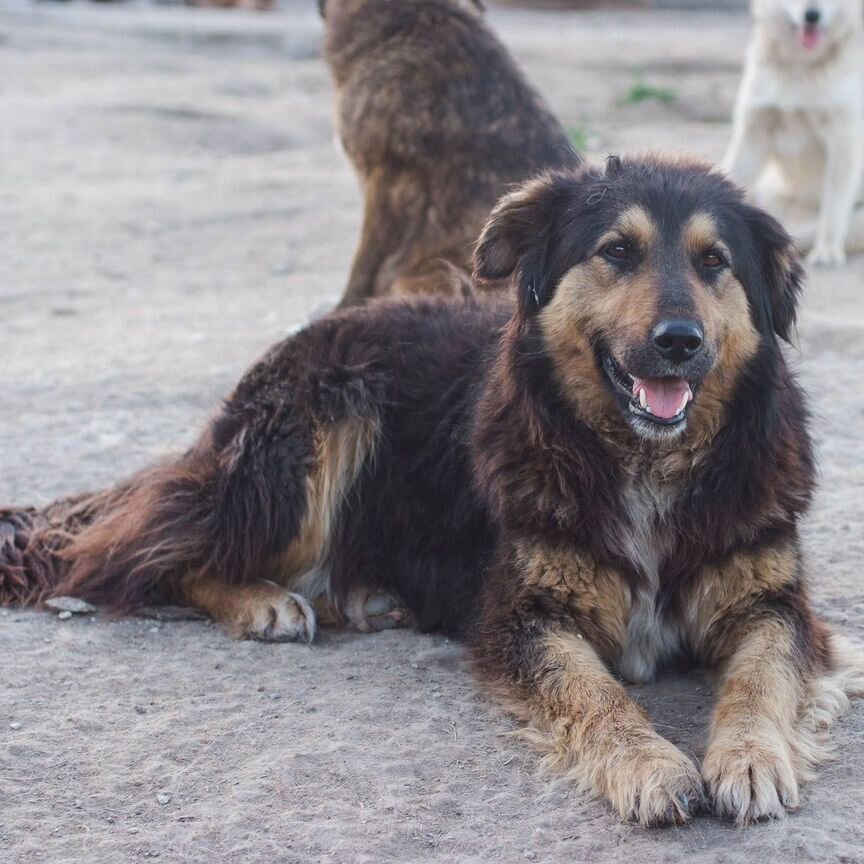Взрослый пёс в добрые руки