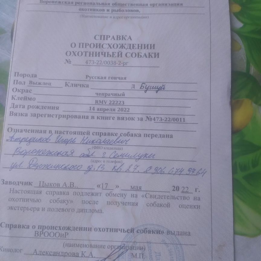 Выжлец для вязки