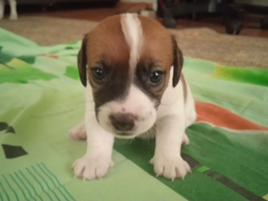 Щенки Джек Рассел