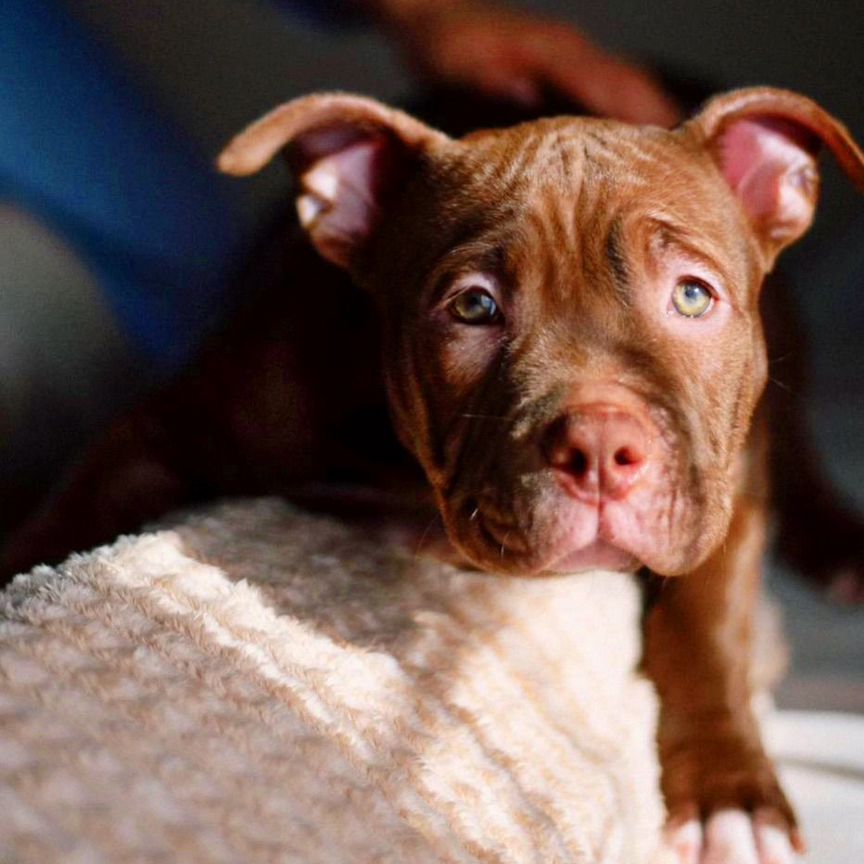 Американский булли - щенок