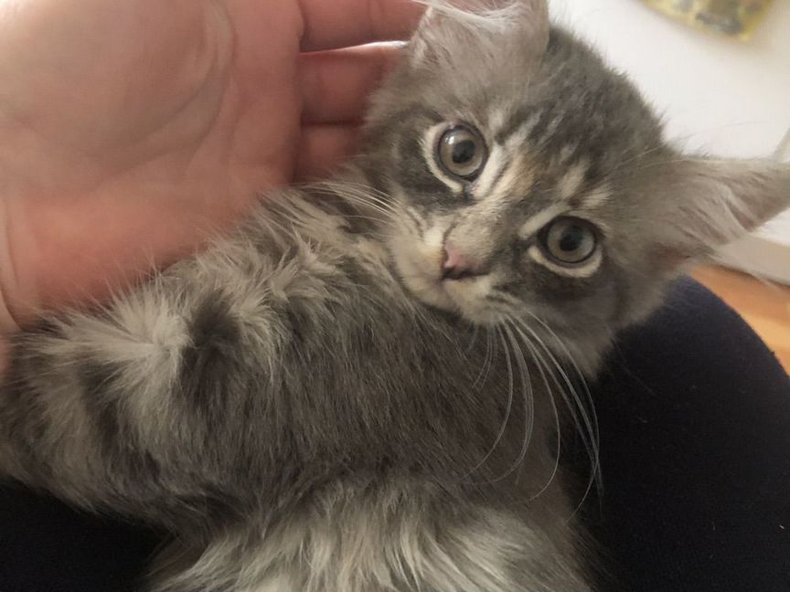 Котята