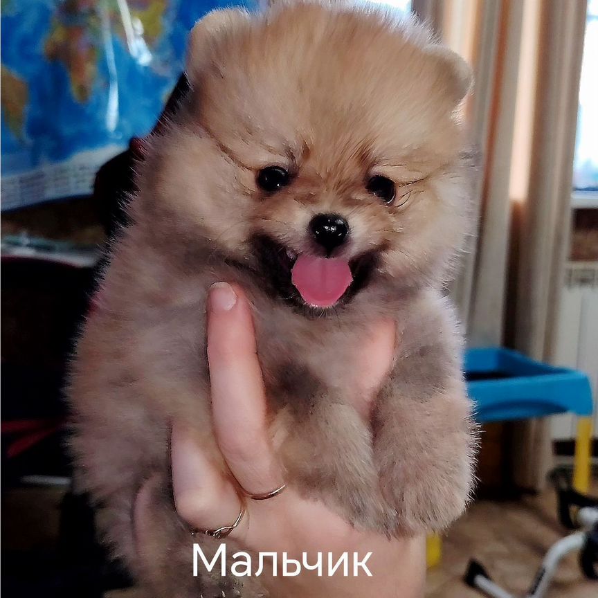 Померанский шпиц, щенок