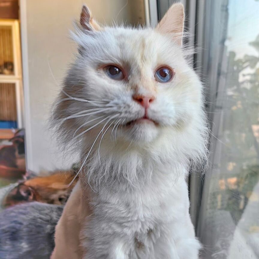 Он победил 6 собак