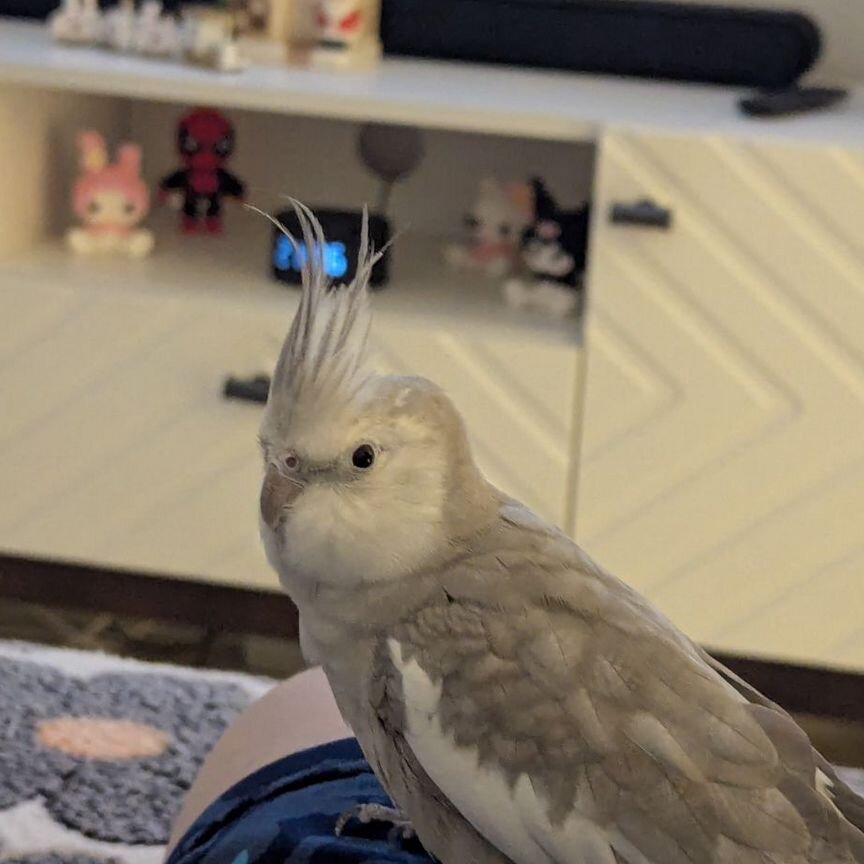 Попугаи кореллы