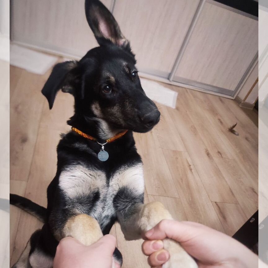 Щенок в добрые руки бесплатно