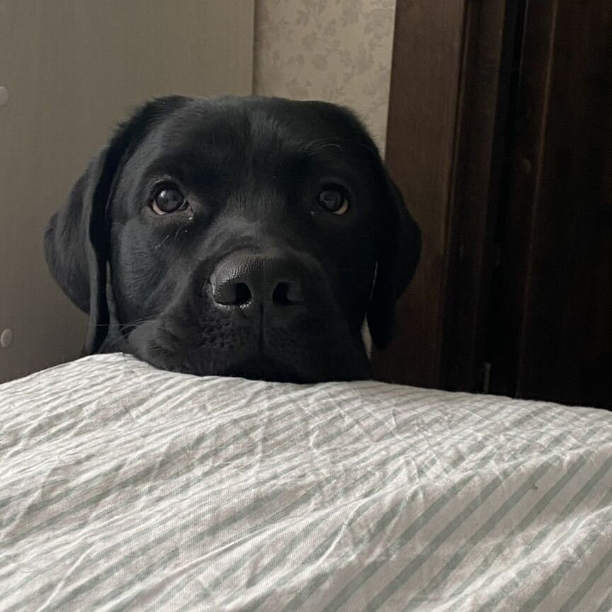 Вязка собак лабрадор