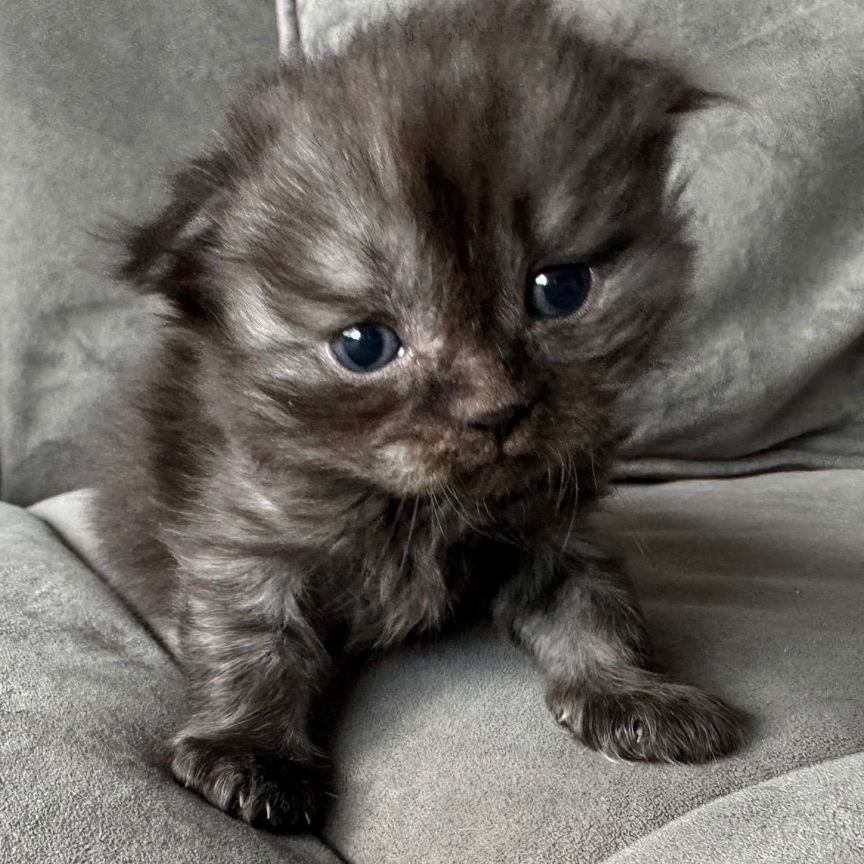 Шотландский вислоухий длинношёрстный котёнок