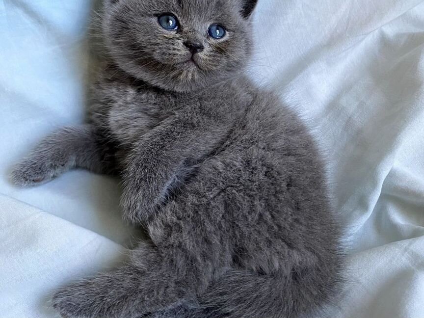 Шотладский плюшевый медвеженок