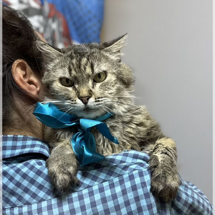 Добрая большая кошка попала в приют
