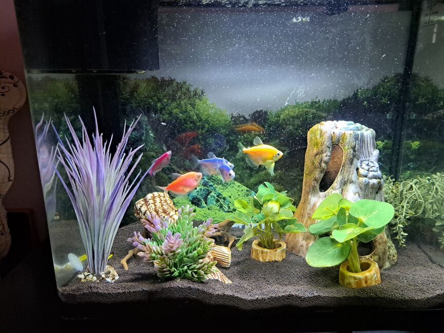 Аквариум с рыбками