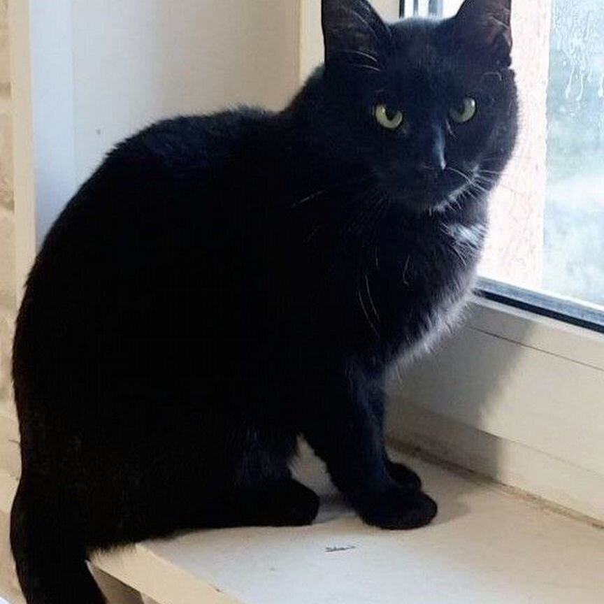 Котик косоглазик ласковый сирота