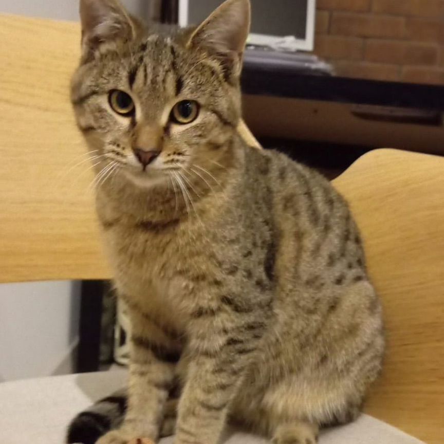 Котик чаузи метис