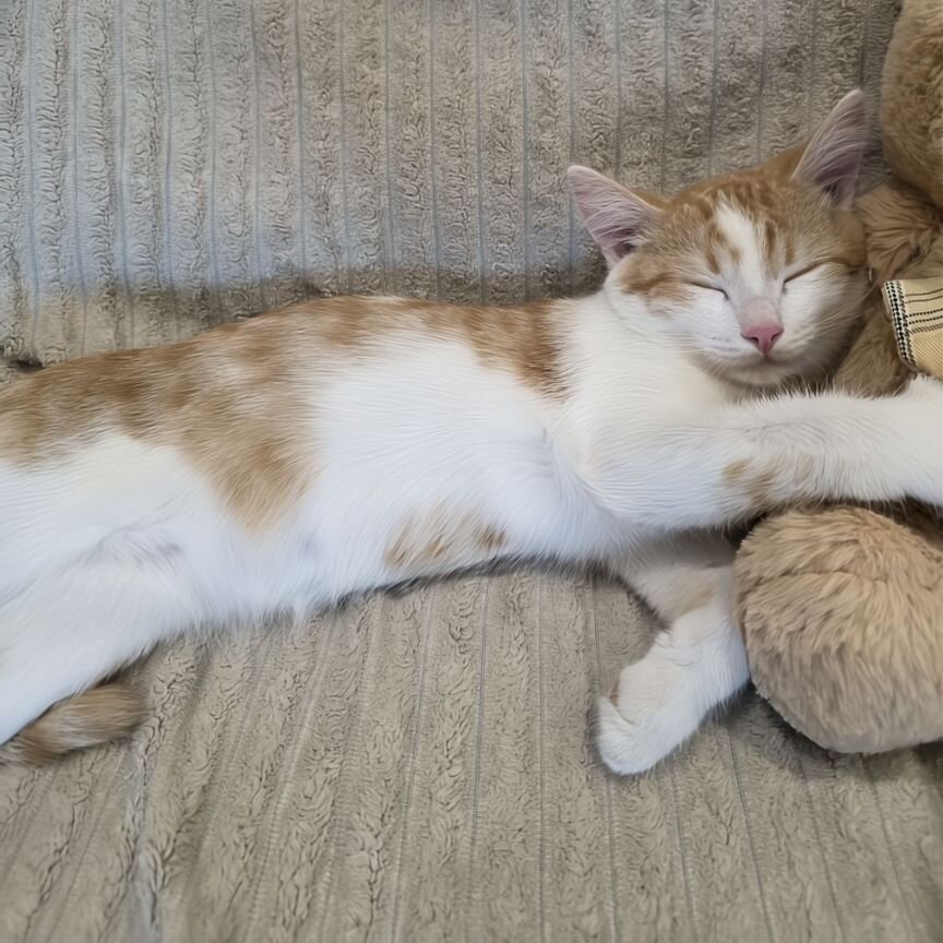 Котёнок в добрые руки