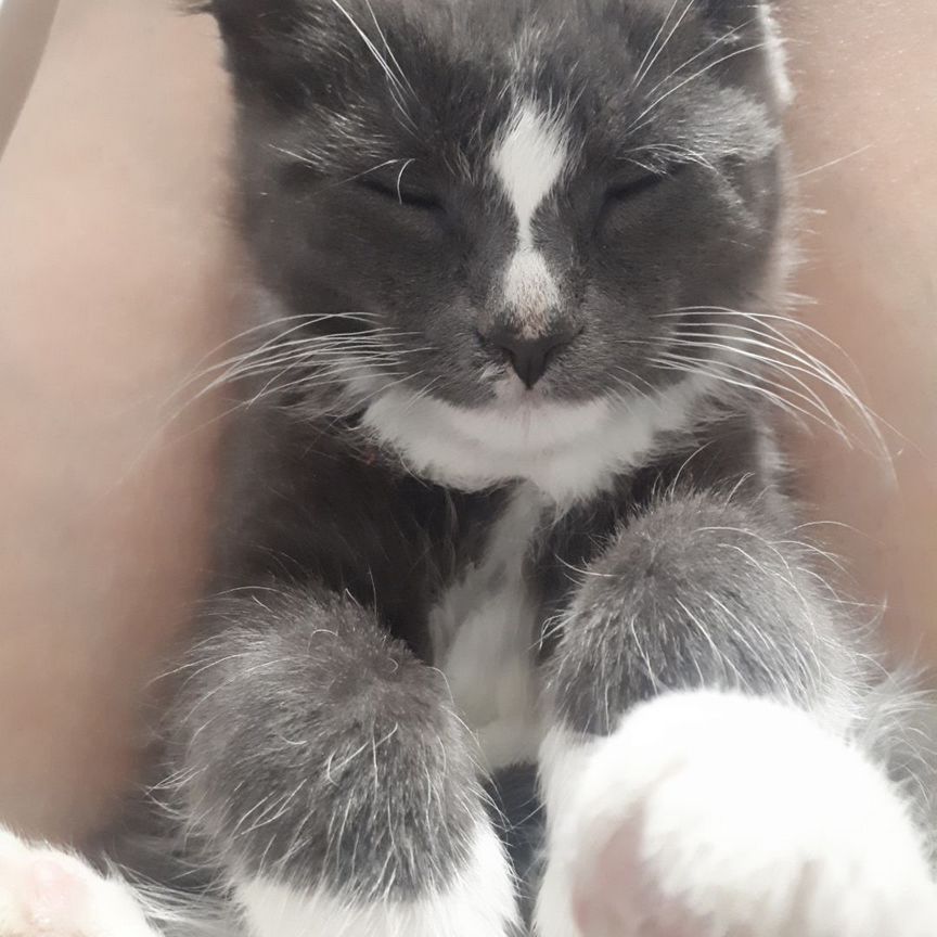 Отдам котенка