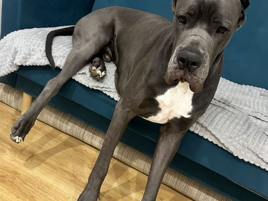 Собака немецкий дог