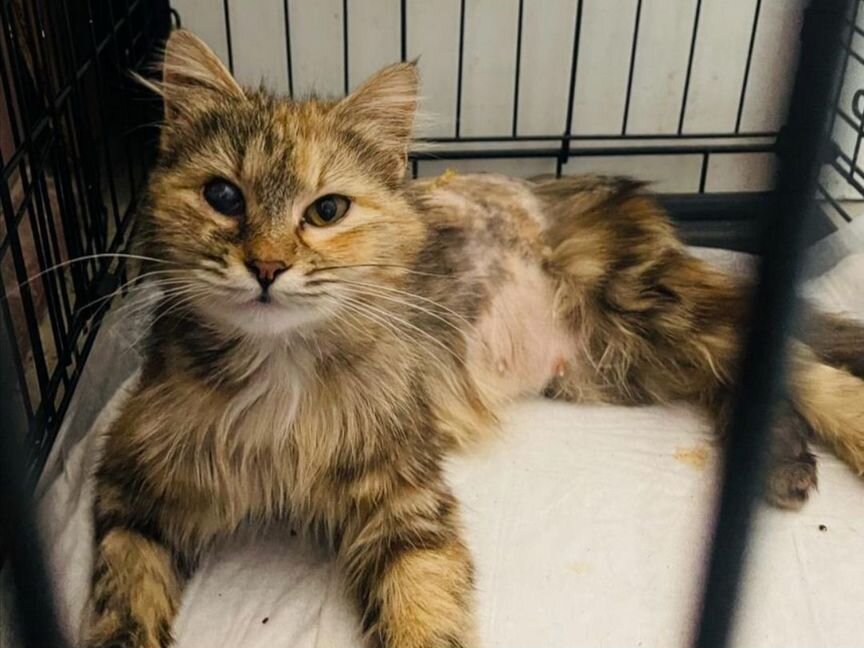 Кошечка может оказаться на улице