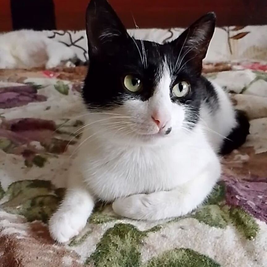 Котик в добрые ручки