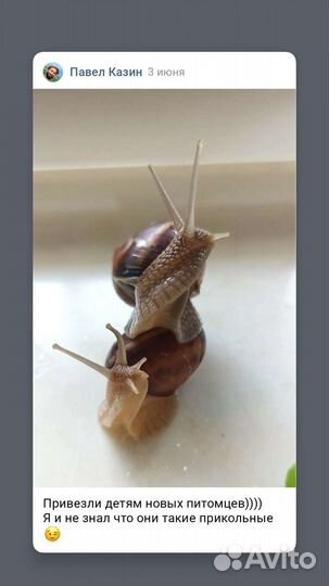 Улитки виноградные