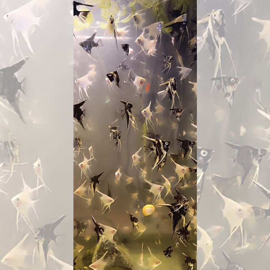 Скалярии мраморные и золотые