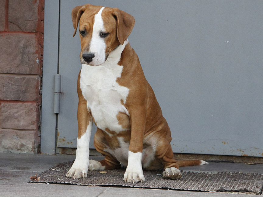 Стаффордширский терьер девочка