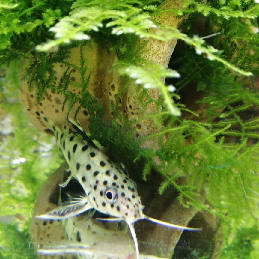 Сом синодонтис, коряга