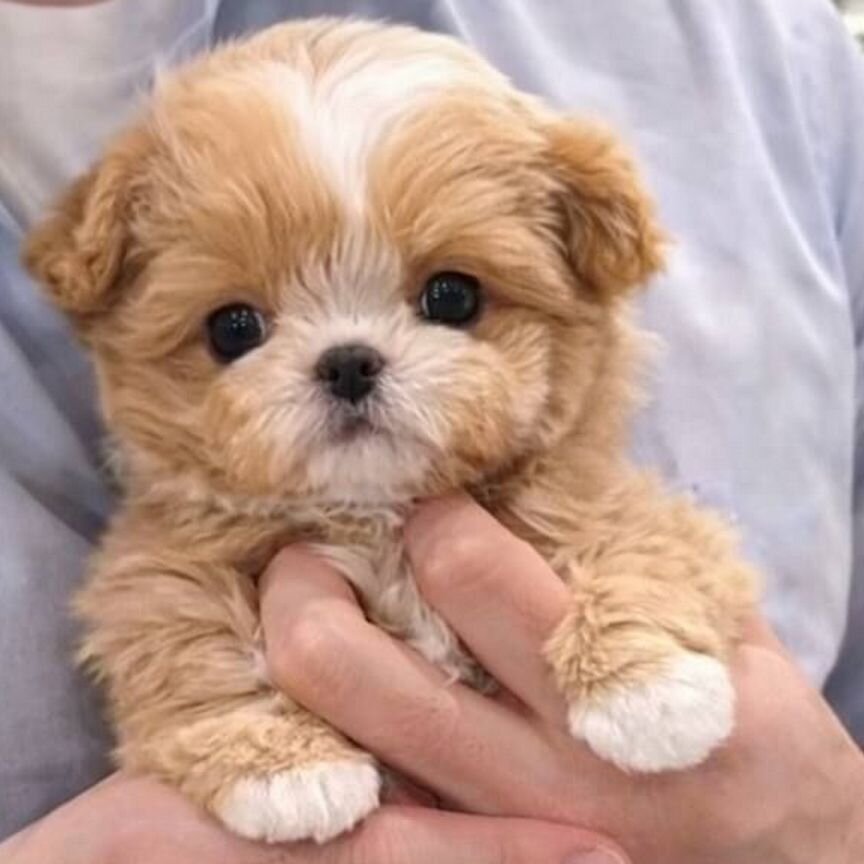 Мальтипу, щенок