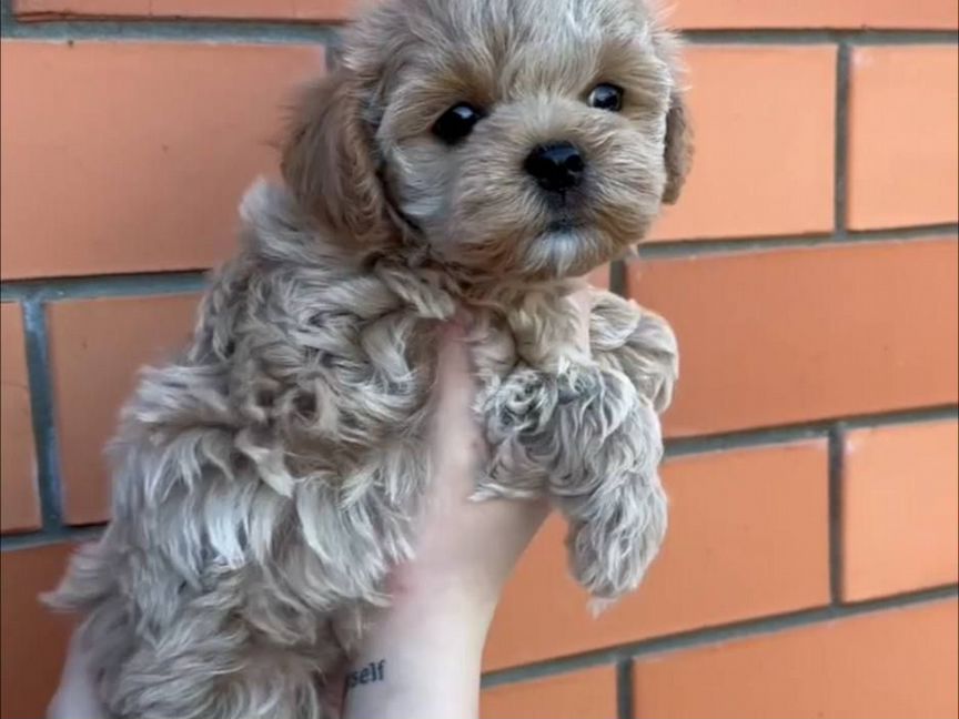 Мальтипу мини f1 корея