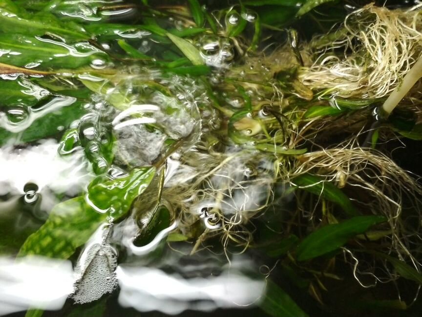 Криптокарина