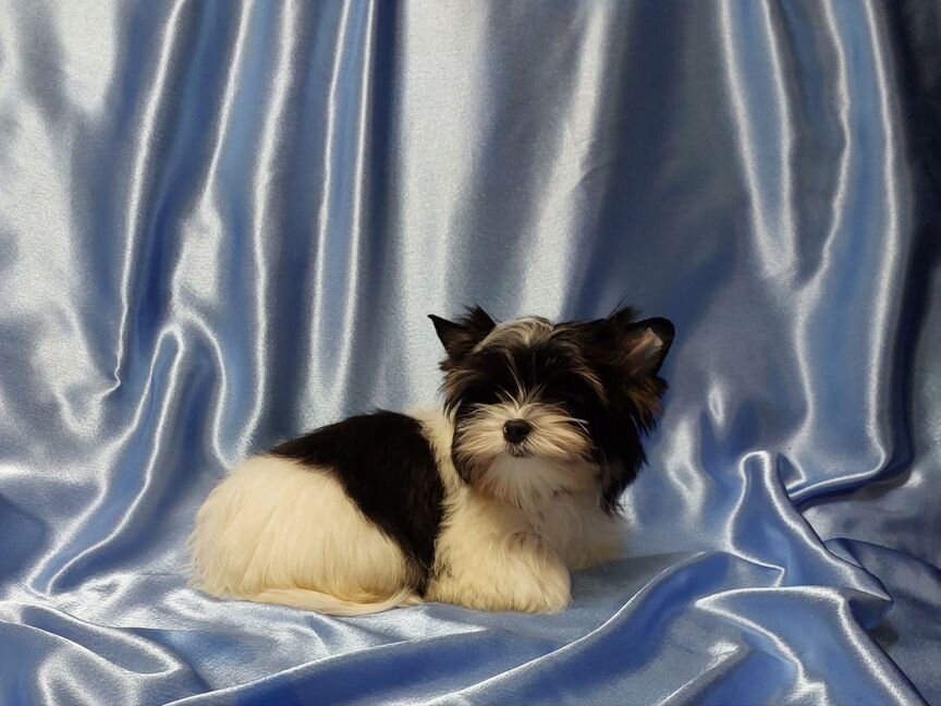 Цветной йорк - бивер мальчик