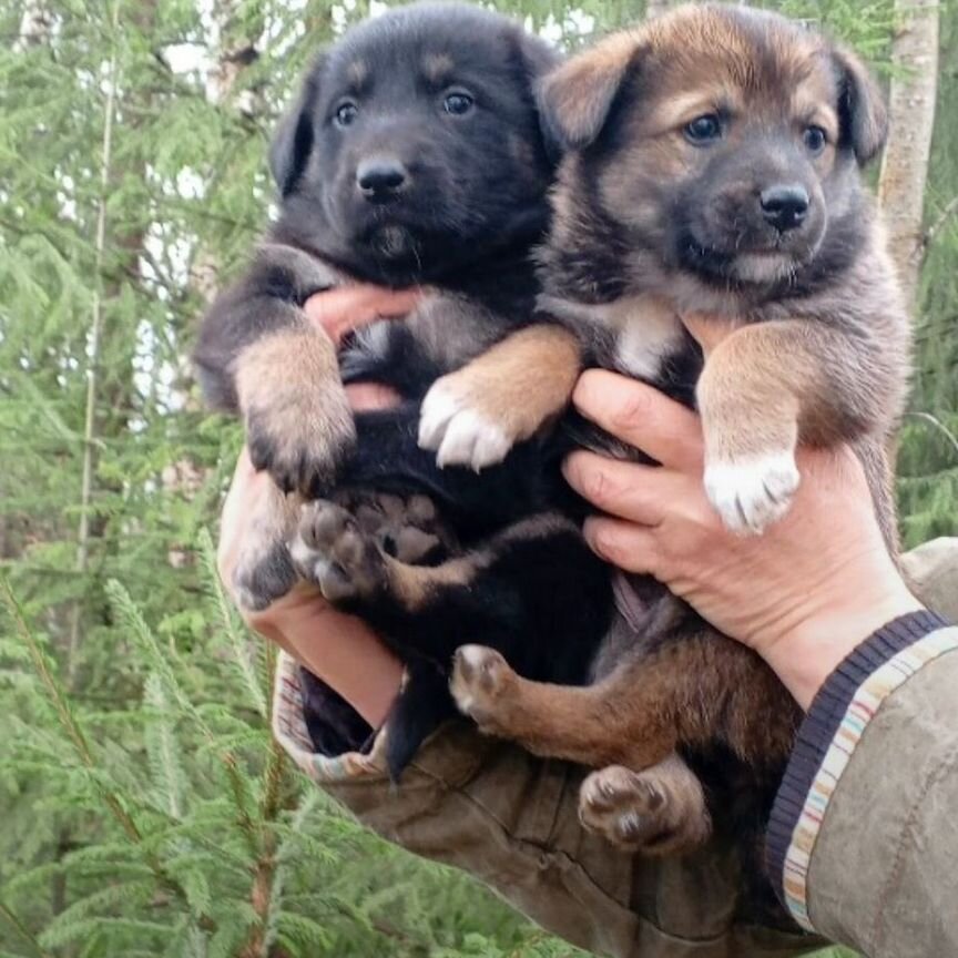 Щенок в добрые руки