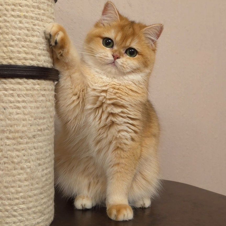 Британский короткошёрстный котёнок