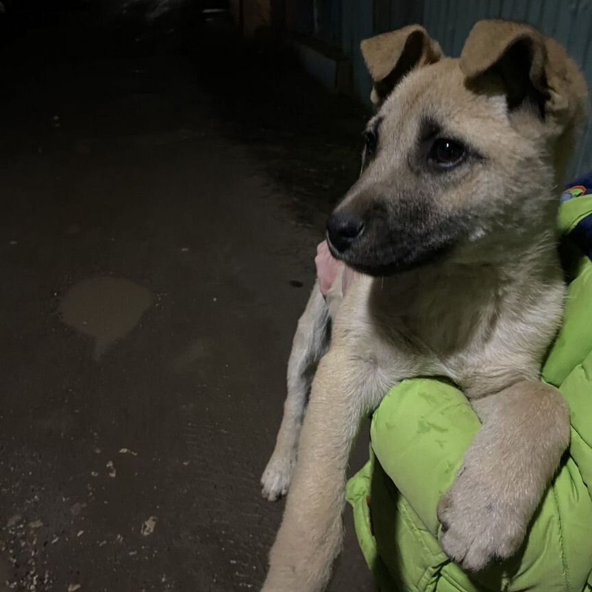 Малыш в добрые руки