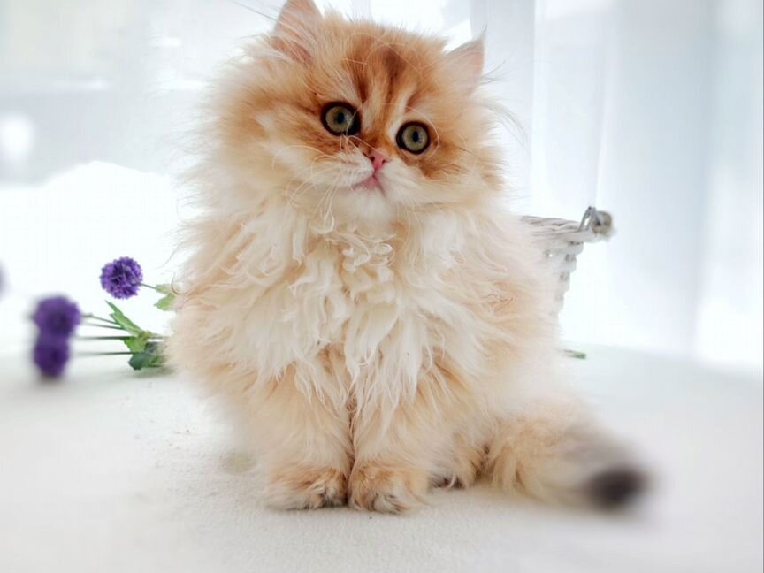Мальчик британский
