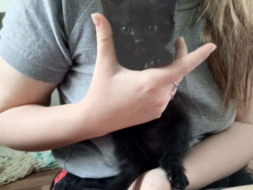Отдадим 4 котёнка в добрые руки