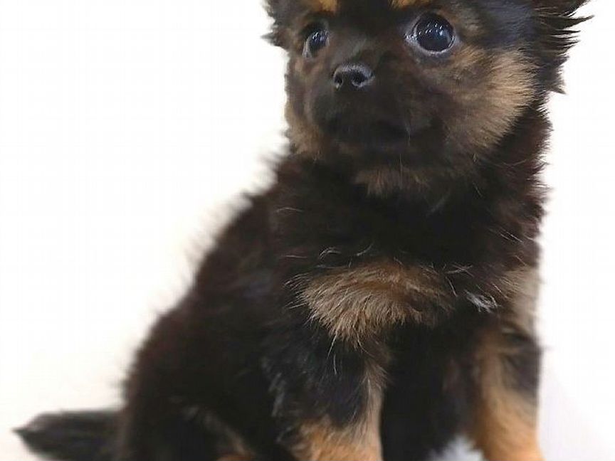 Маленькая собака чихуахуа