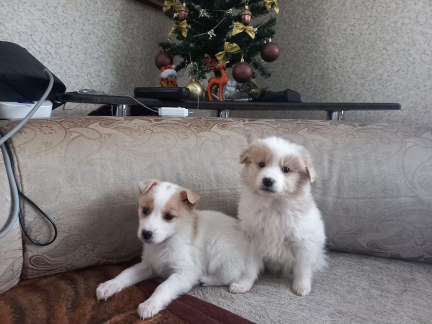 Зефирочка и Сливочка