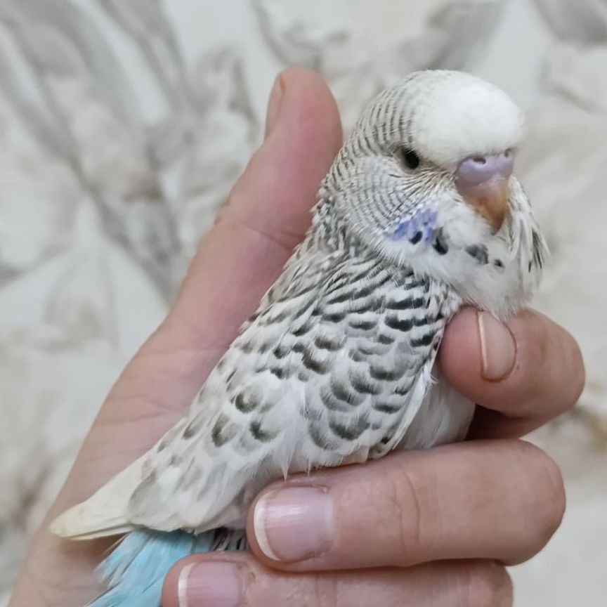 Выставочный волнистый попугай. Чех. Птенцы