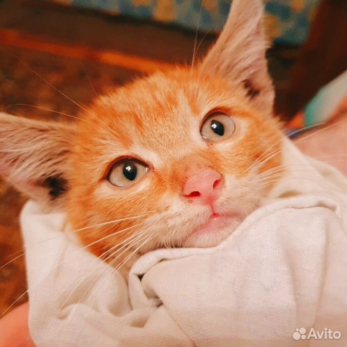 Рыжулькин 1,5 мес. в добрые руки бесплатно