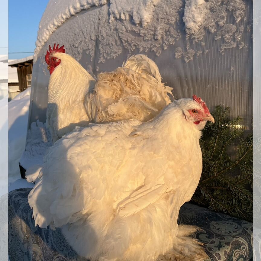 Кохинхин стандарт