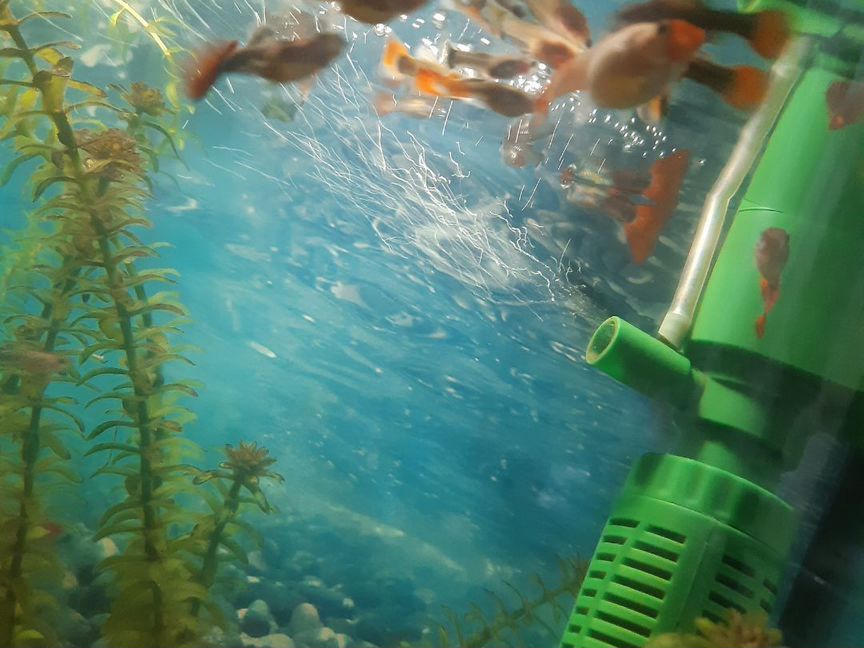 Мальки Гуппи