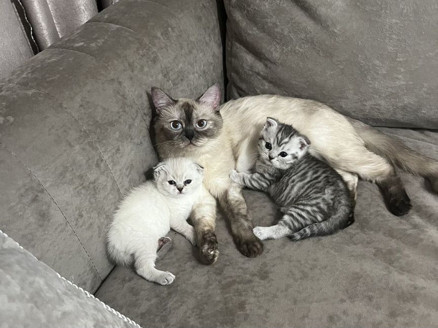 Шотландские вислоухие котята