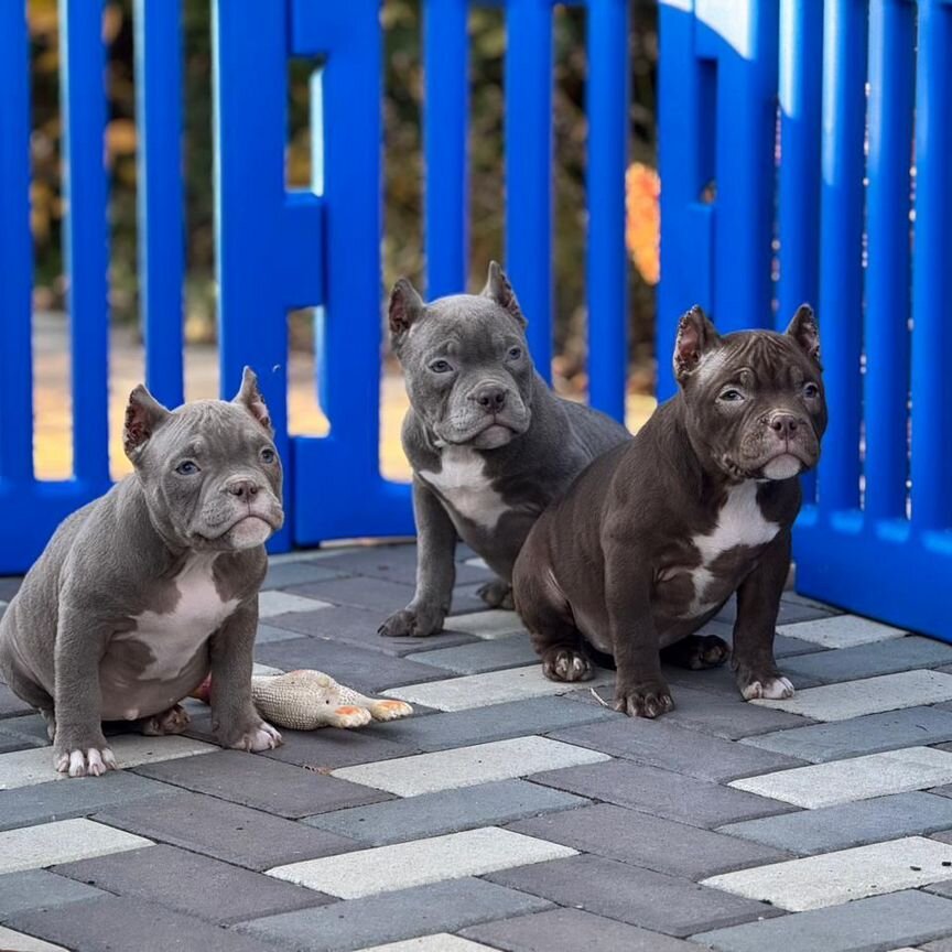 Девочки покет готовы к переезду